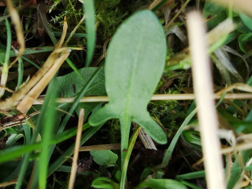Tips and Techniques for Foraging Wild Edibles– BushcraftLab